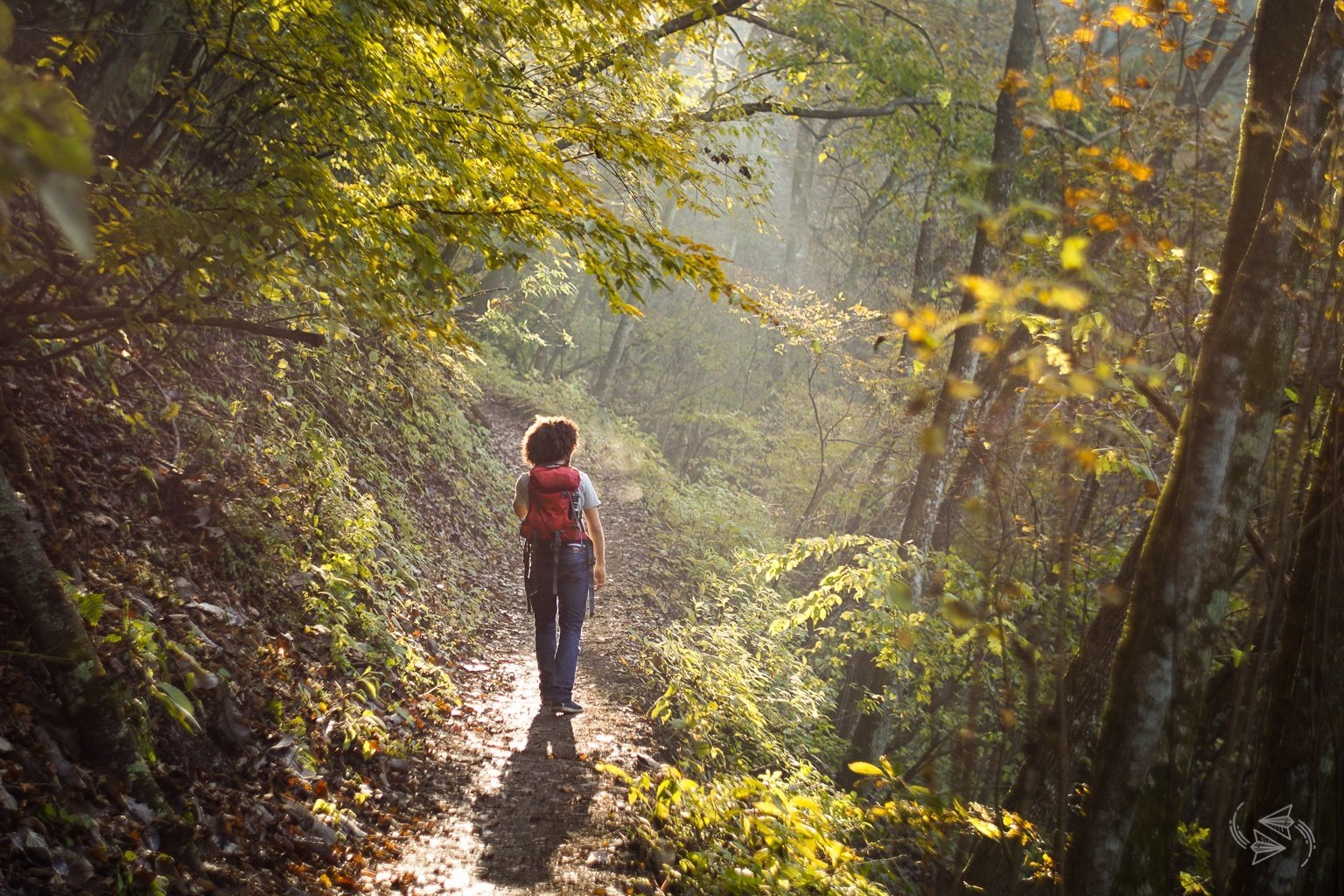 Forest Bathing, Shinrin Yoku: What is it, and How to Practice it ...